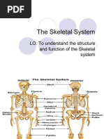 The Skeletal System - Skeleton - Living Organisms - KS3 Biology - BBC ...