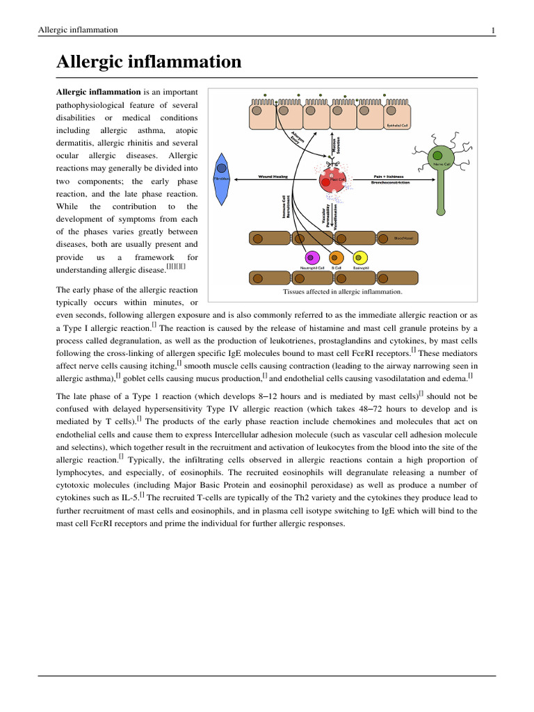 Allergic Inflammation | PDF | Allergy | Biology