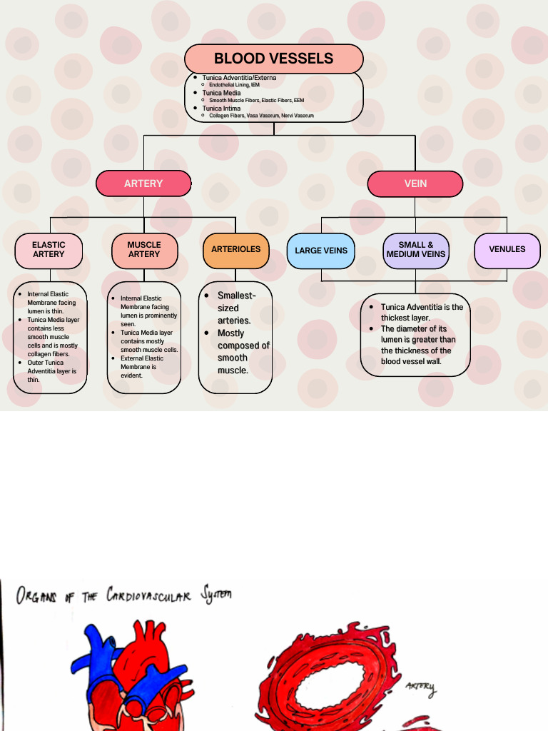 Histolab m3l2 CIA 2 | PDF