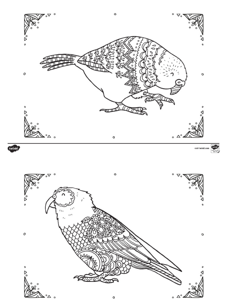 NZ T 261 New Zealand Birds Mindfulness Colouring Pages | PDF