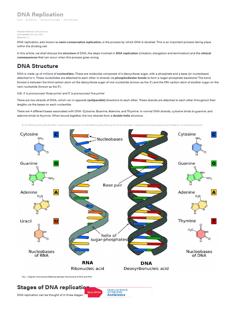 DNA Replication - Stages of Replication - TeachMePhyiology | PDF | Dna ...