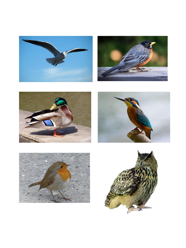 SEND Sorting Objects Bird Cat Images | PDF SEND Sorting Objects Bird Cat Images | PDF