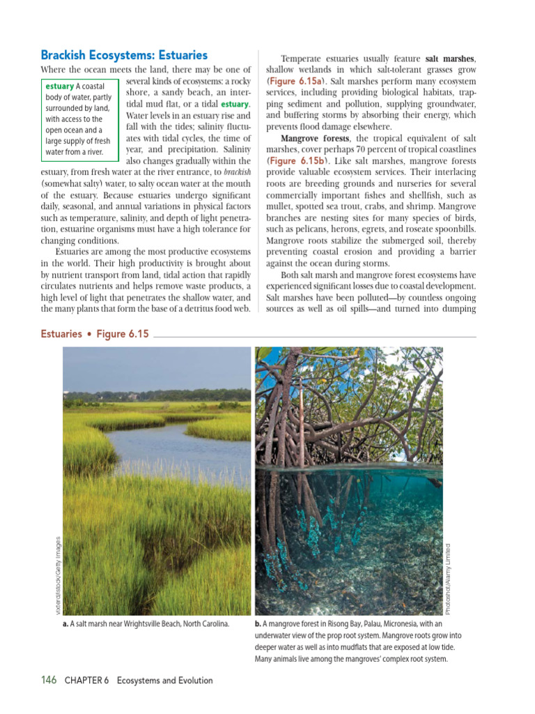 Estuaries: Ecosystem Services Explained | PDF | Estuary | Coast