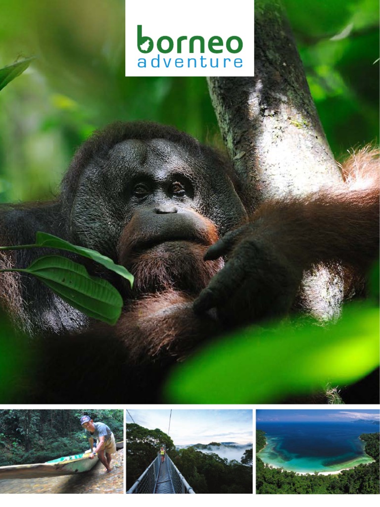 Borneo Adventure - Tours in Sabah, Sarawak & Brunei | Download Free PDF ...