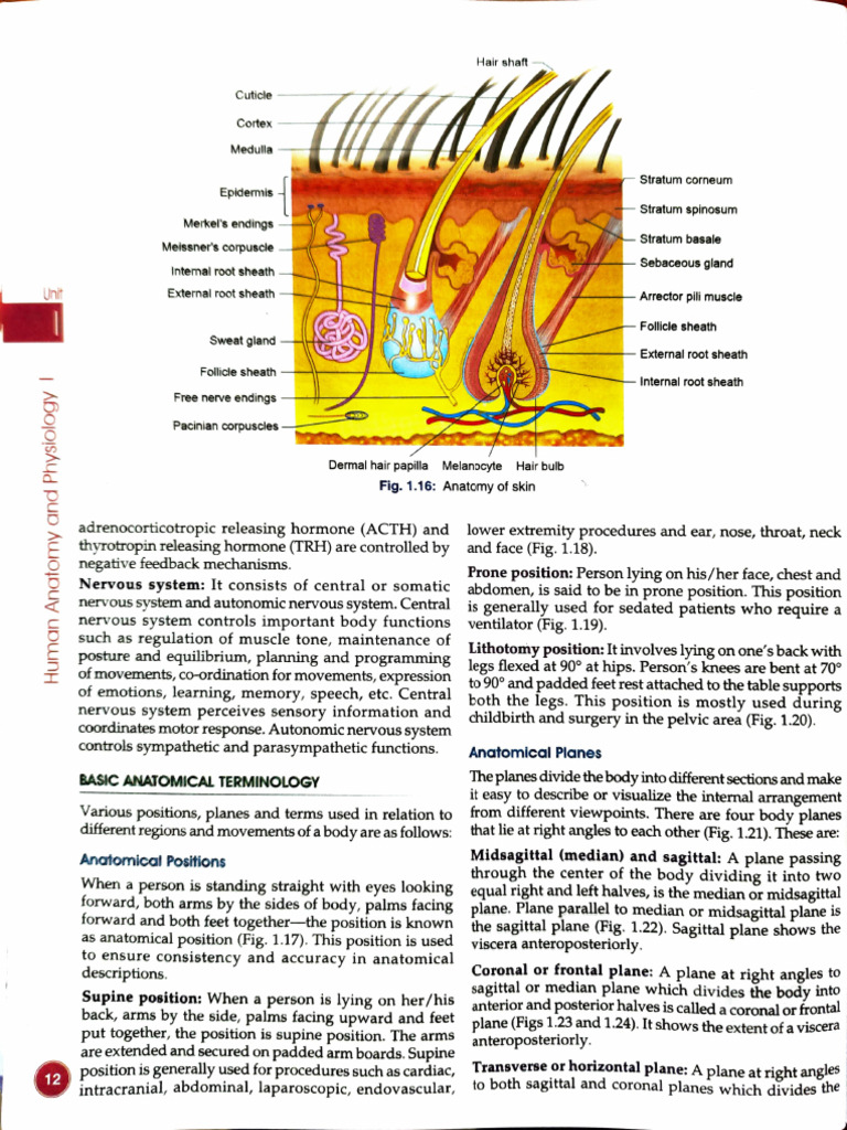Basic Terminology in HAP 12.08.2024 | PDF | Anatomical Terms Of Motion ...