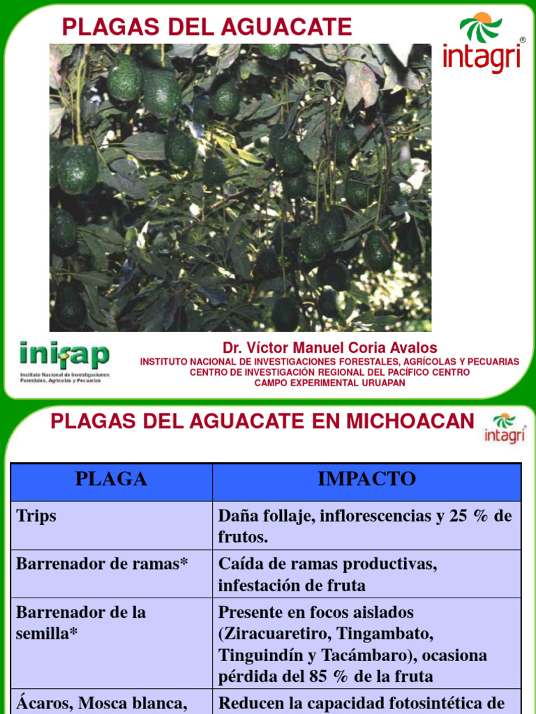 Las Plagas Del Cultivo Del Aguacate (Coria) | PDF | Aguacate | Plantas