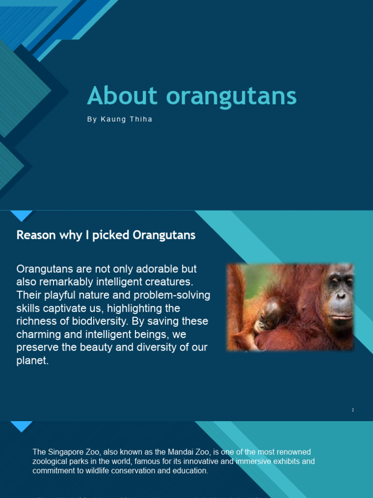 About Orangutans | PDF | Zoo | Conservation Biology
