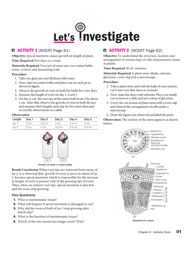 Activity_06-AIO-9th | PDF | Root | Stoma