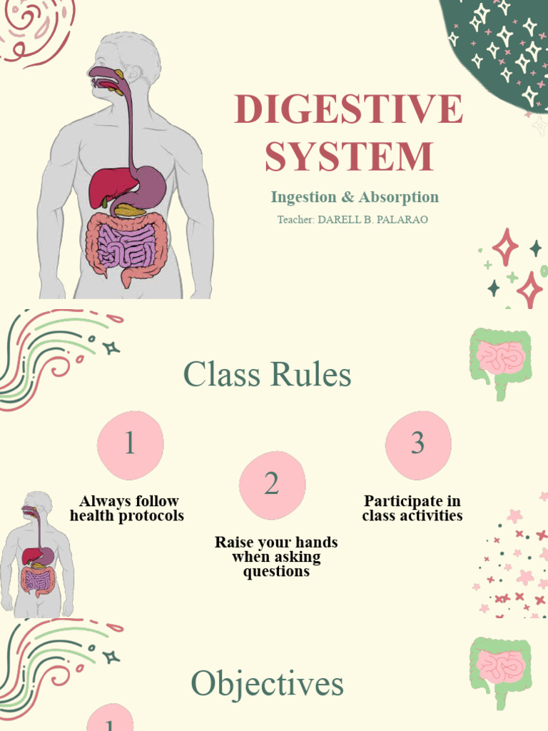 Digestive System Ingestion Absorption | PDF | Digestion | Human ...