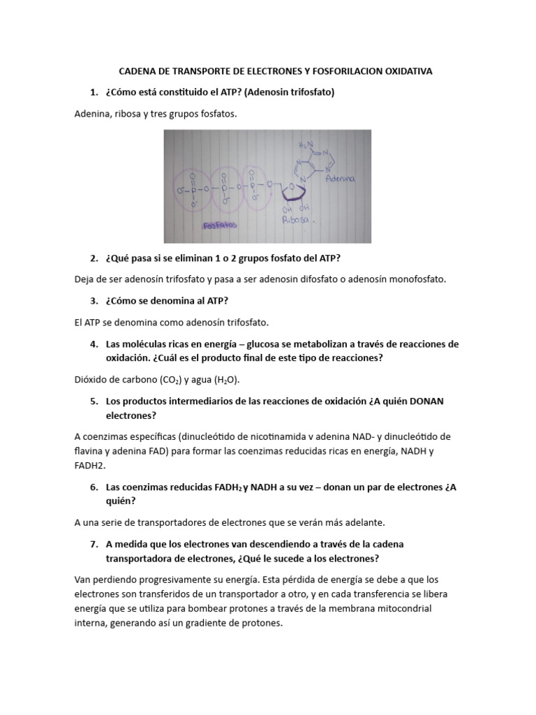 CADENA DE TRANSPORTE DE ELECTRONES - Cuestionario | PDF | Trifosfato de adenosina | Cadena de ...