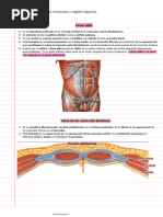 Anatomía de la Región Inguinal | PDF | Abdomen | Sistema musculoesquelético