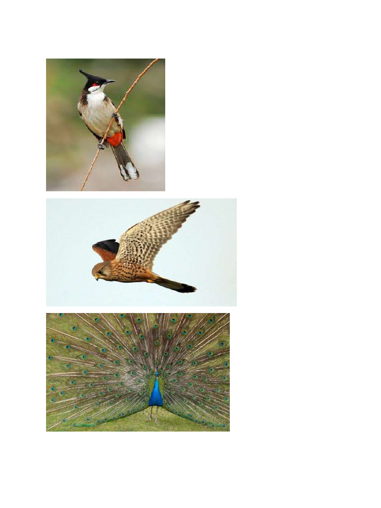 Birds Important | PDF
