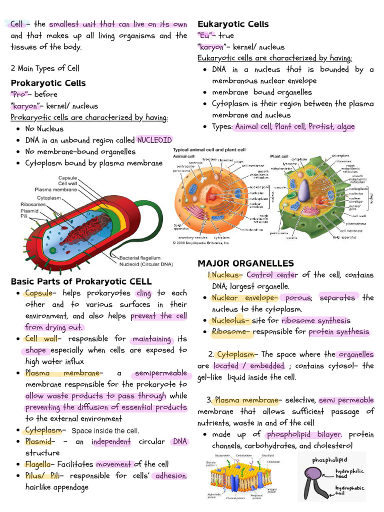 Cell Types Parts and Function Notes | PDF | Cell (Biology) | Cell Membrane
