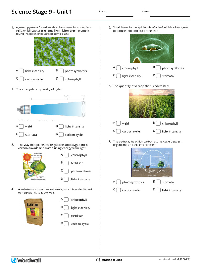 Photosynthesis and Plant Anatomy Guide | PDF | Leaf | Stoma
