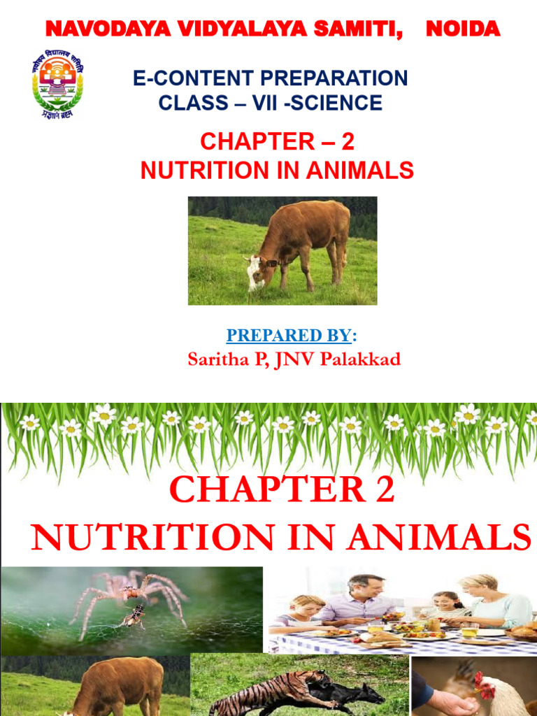 CH 2 Nutrition in Animals 1 | PDF | Digestion | Gastrointestinal Tract