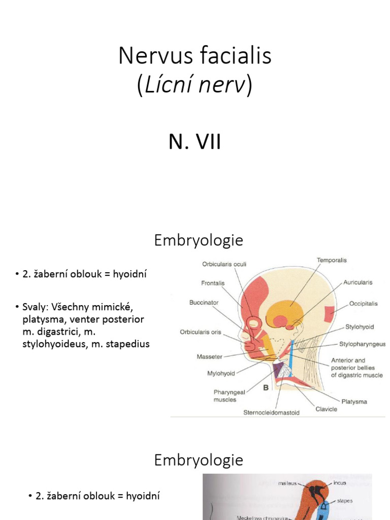 Nervus Facialis | PDF