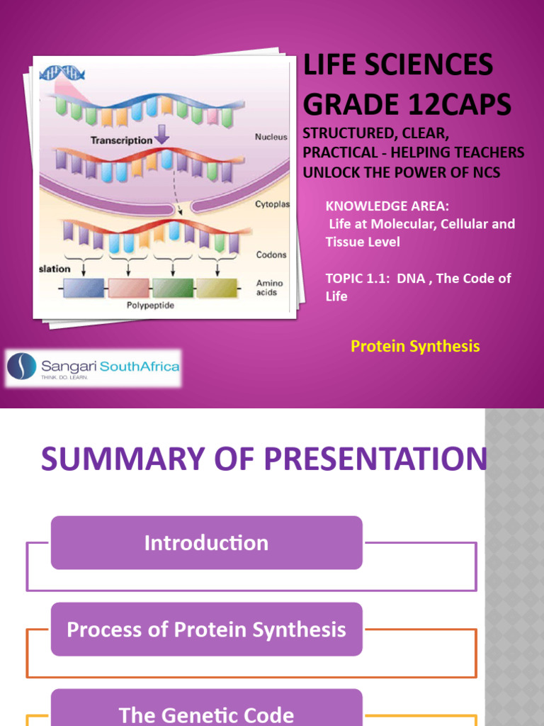 PP2. Protein Synthesis | PDF | Translation (Biology) | Messenger Rna