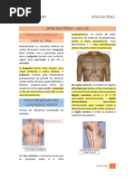Tórax tonel, pectus carinatum e pectus exacavatum | PDF | Doença de ...