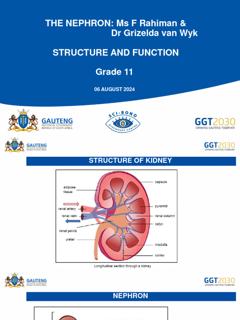 Life Sciences Gr.11 NEPHRON Structure and Function | PDF | Kidney ...