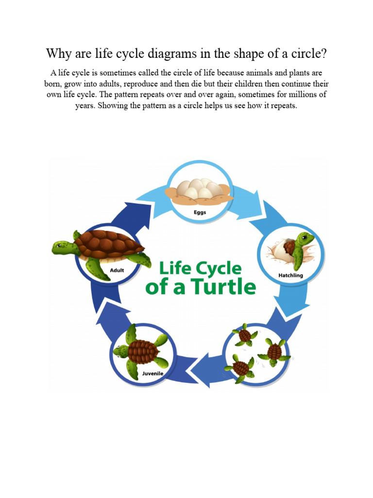 Why Are Life Cycle Diagrams in The Shape of A Circle | PDF