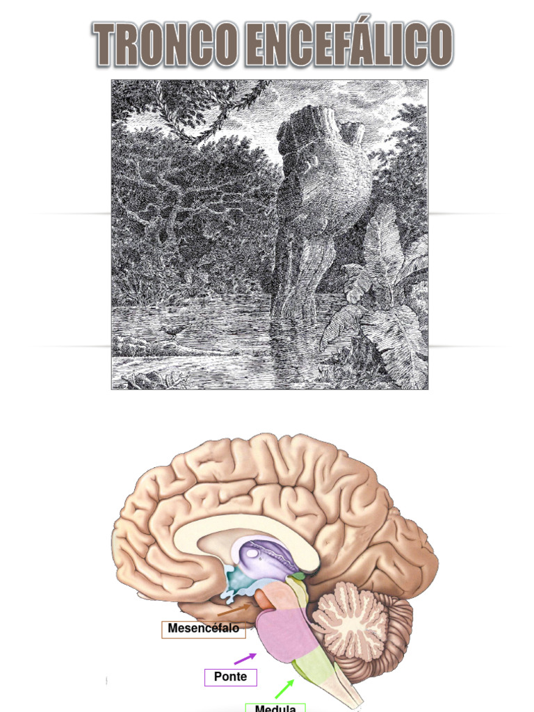 03 - Tronco Encefálico CERTA | PDF | Neuroanatomia | Anatomia