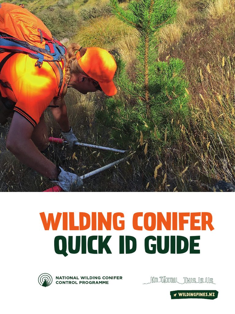 Wilding Conifer Quick ID Guide 2023 HR PRINTER FRIENDLY VERSION | PDF ...