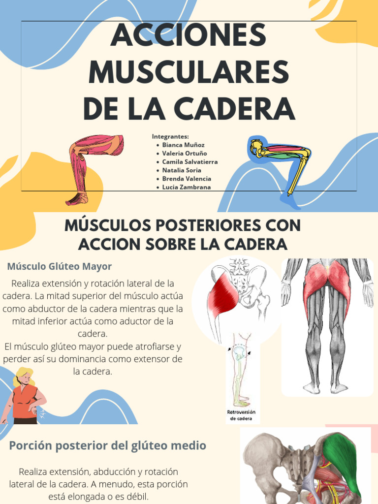 Acciones Musculares de La Cadera | PDF | Rodilla | Cadera