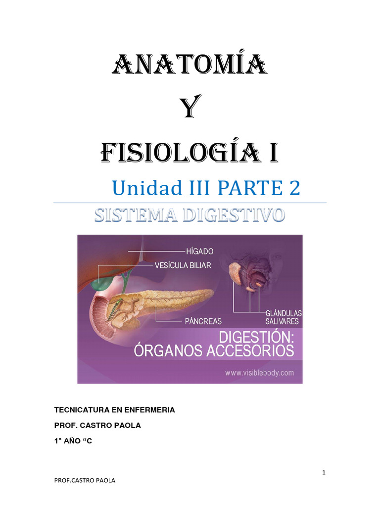 Glándulas Digestivas y Enzimas | PDF | Digestión | Bilis