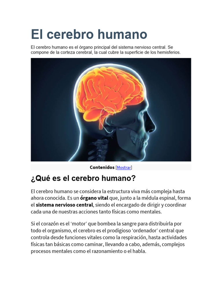 El Cerebro Humano | PDF | Cerebro | Corteza cerebral