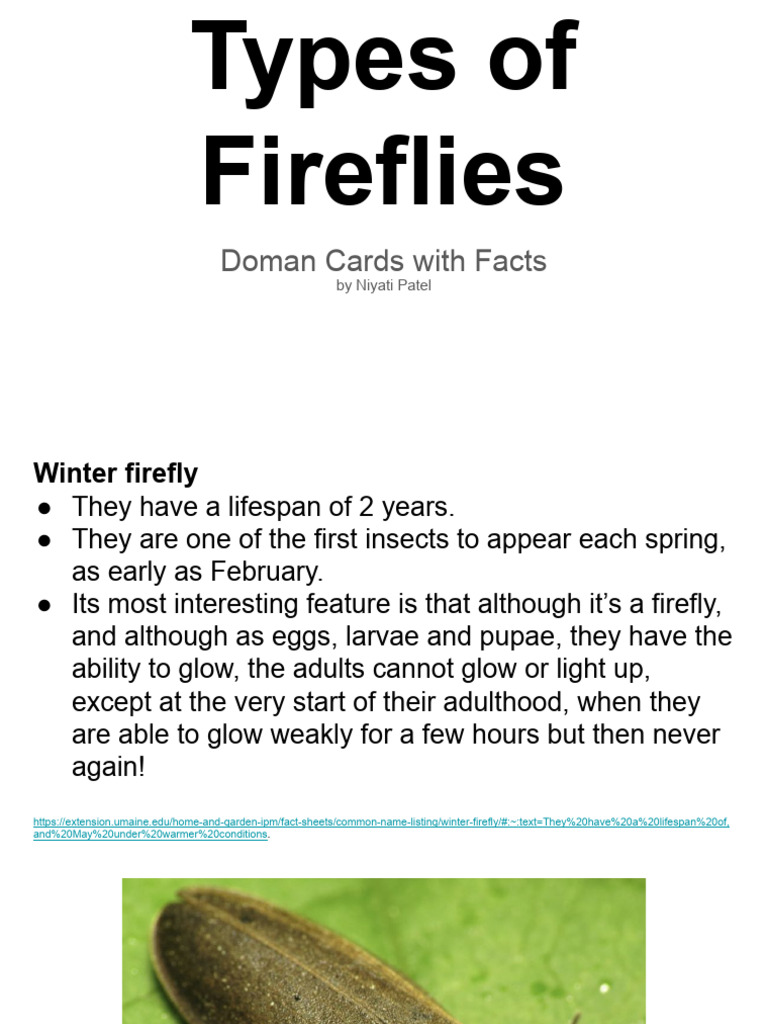 Types of Fireflies | PDF | Hexapoda | Insects