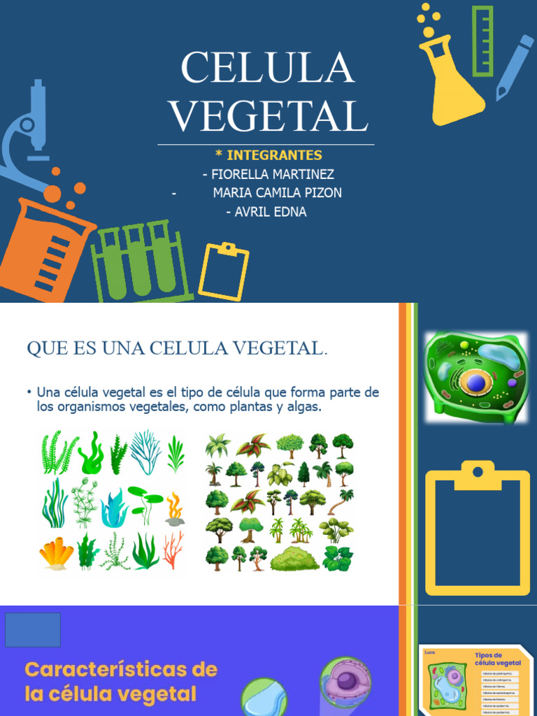 Celula Vegetal | PDF | Biología Celular) | Plantas