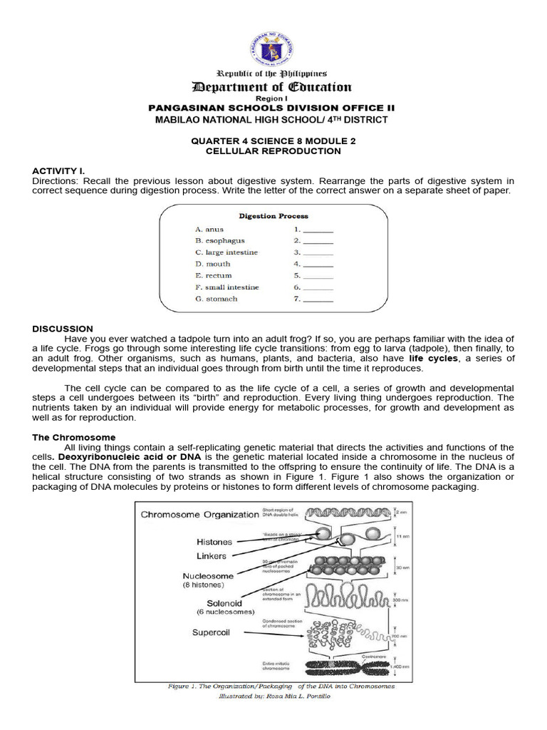 Quarter 4 Science 8 Module 2 Worksheet | PDF | Chromosome | Dna
