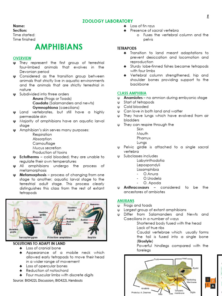 Zoology-Laboratory ACT11 Amphibians | PDF | Amphibian | Zoology