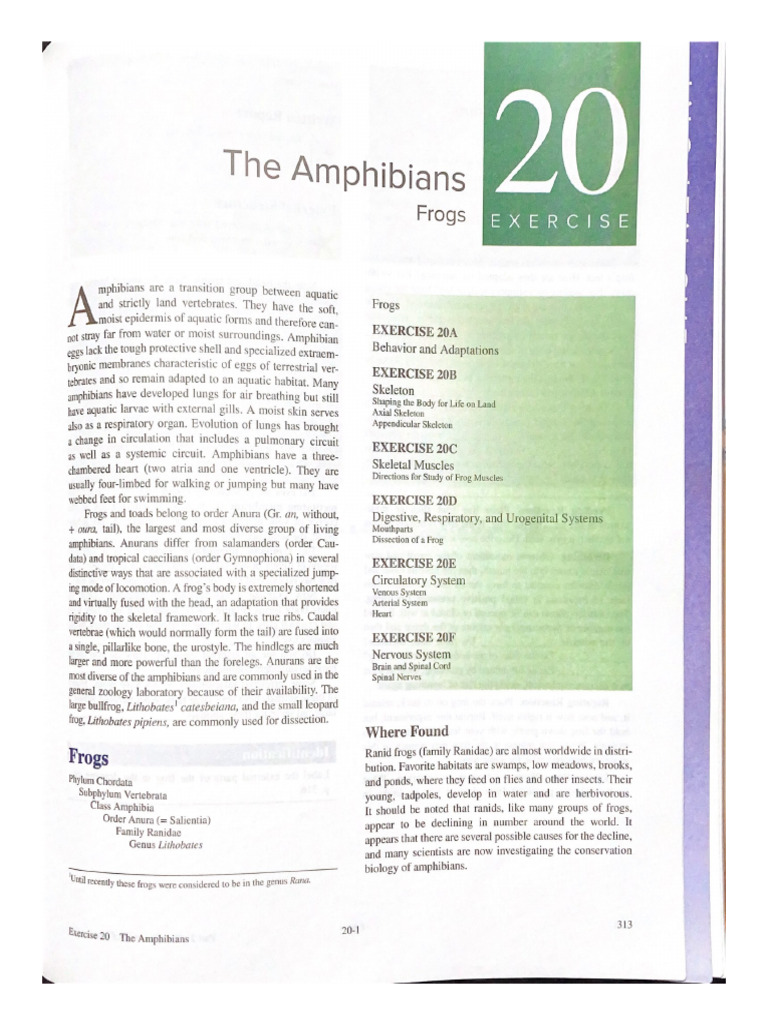 Amphibians | PDF