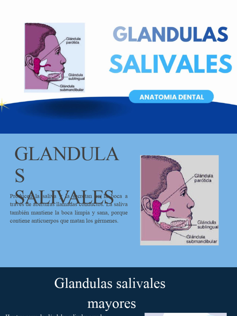 Glándulas Salivales | PDF | Bienestar