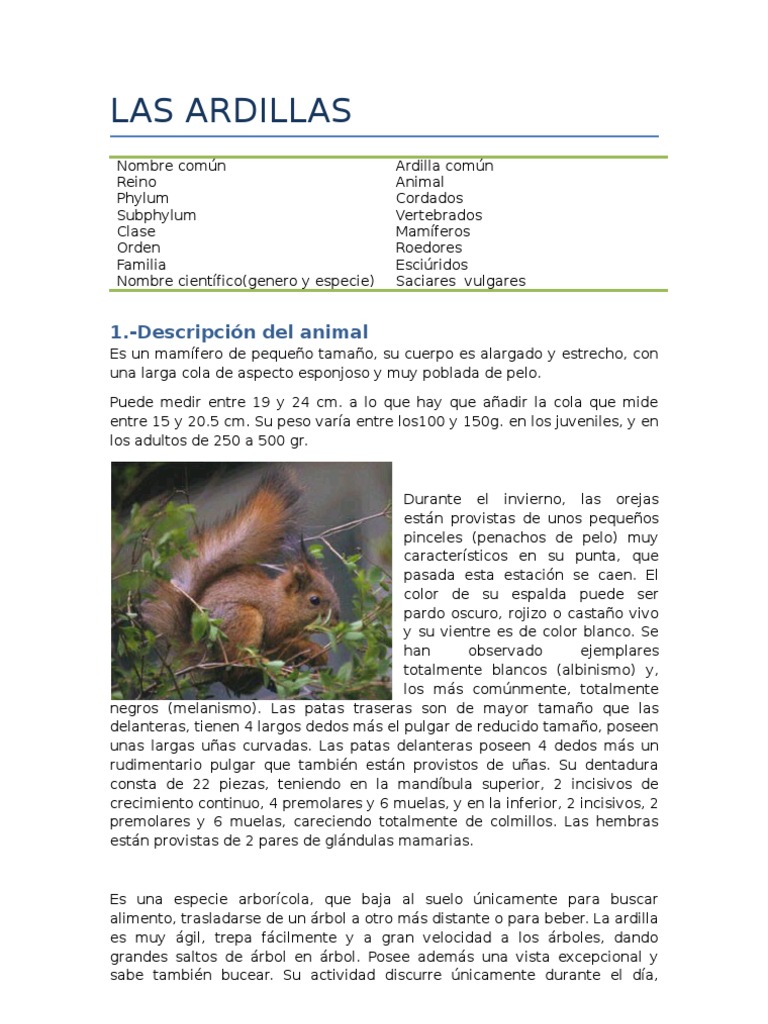 Ardillas | PDF | Gatos | Mamíferos