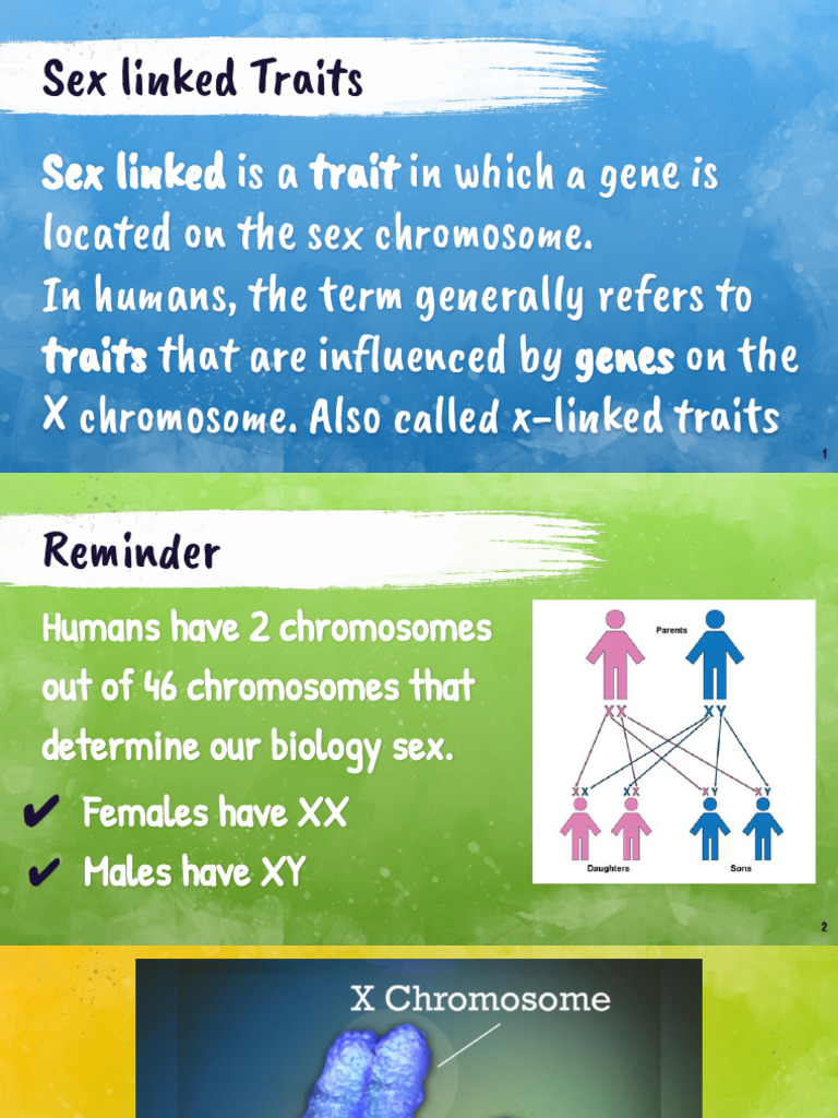 Sex Linked Presentation Slides Pdf Dominance Genetics Genetic