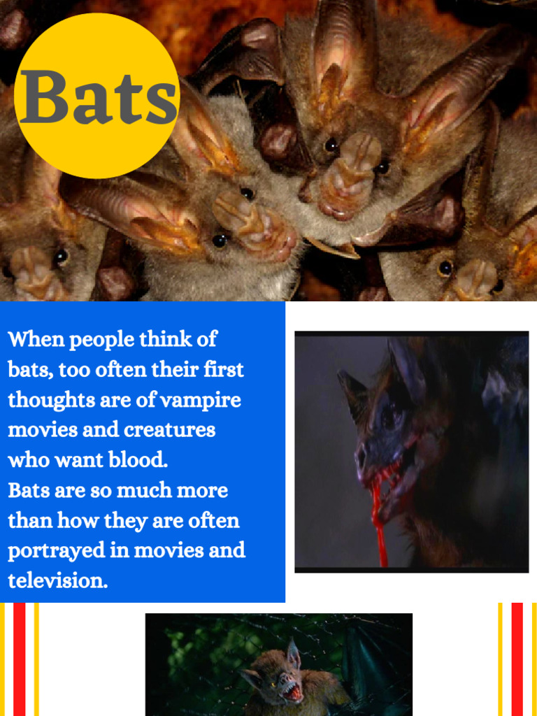 Bats | PDF | Bat | Mammals