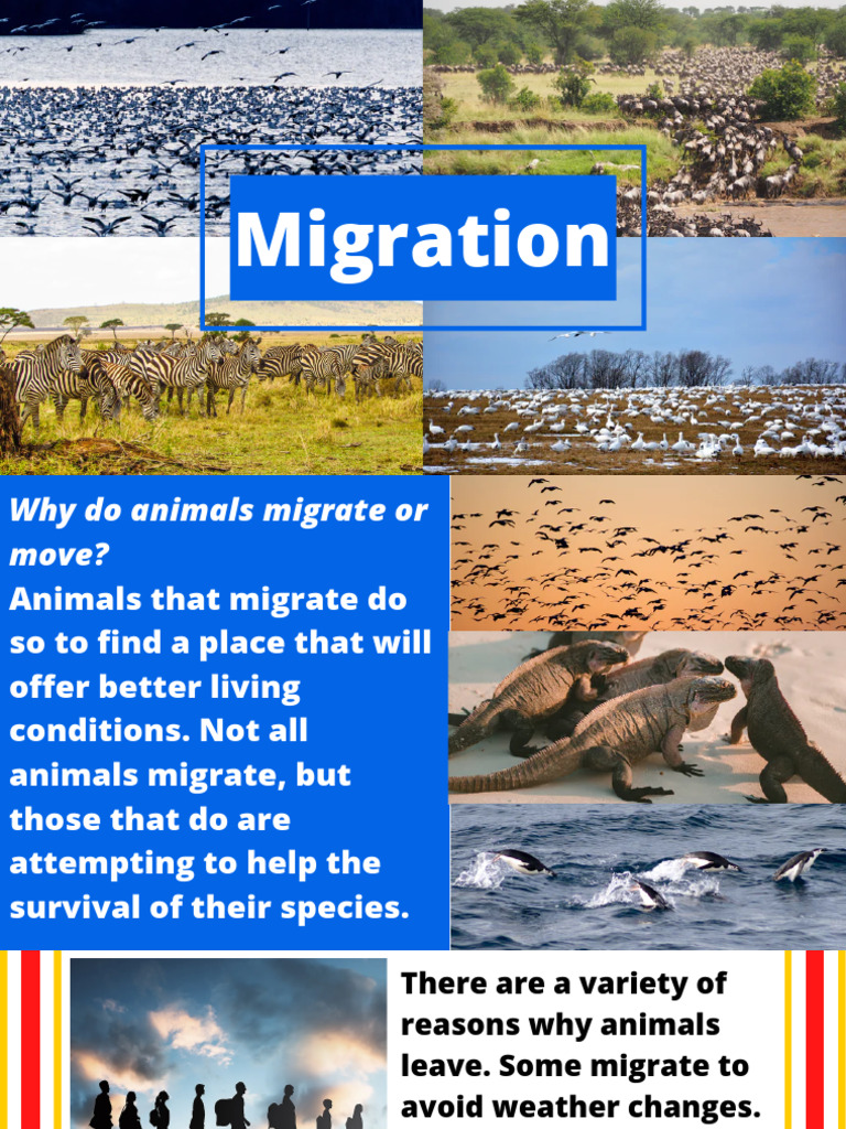Migration | PDF | Bird Migration | Reason