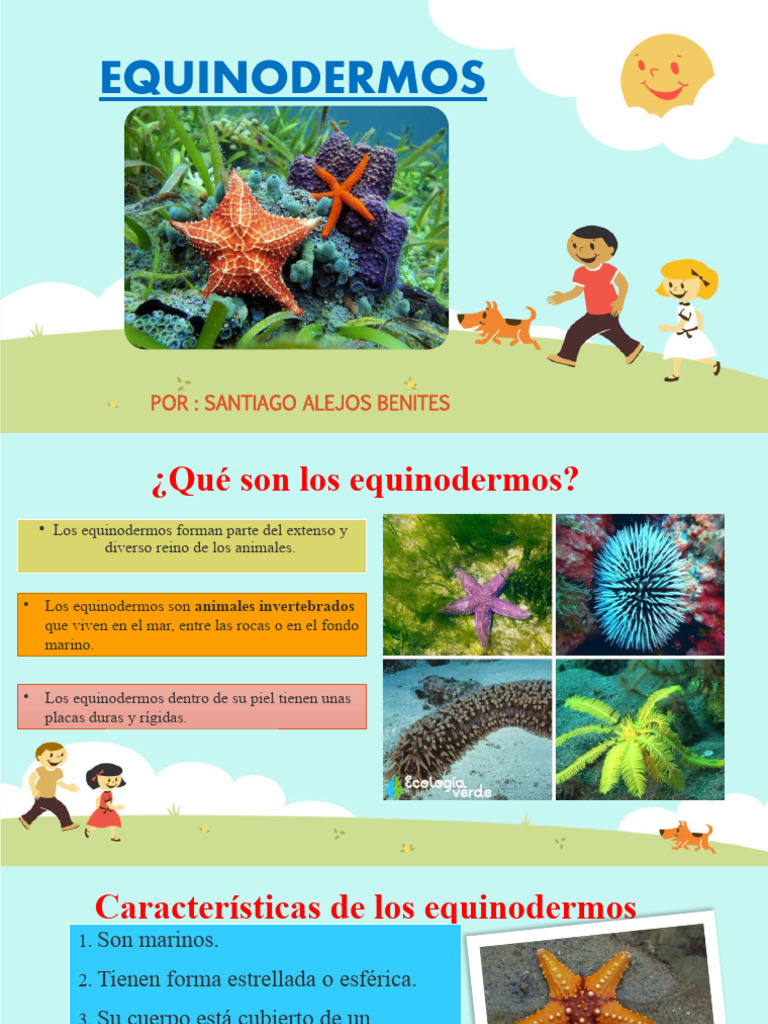 EQUINODERMOS | PDF | Mar | Zoología