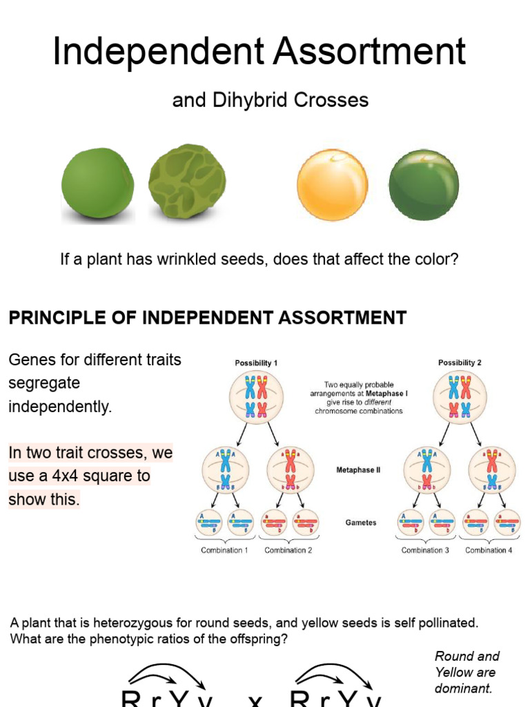 Independent Assortment and 2 Factor Crosses | PDF