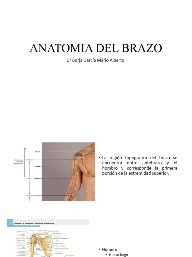 Anatomía del Brazo y Antebrazo | PDF | Codo | Mano