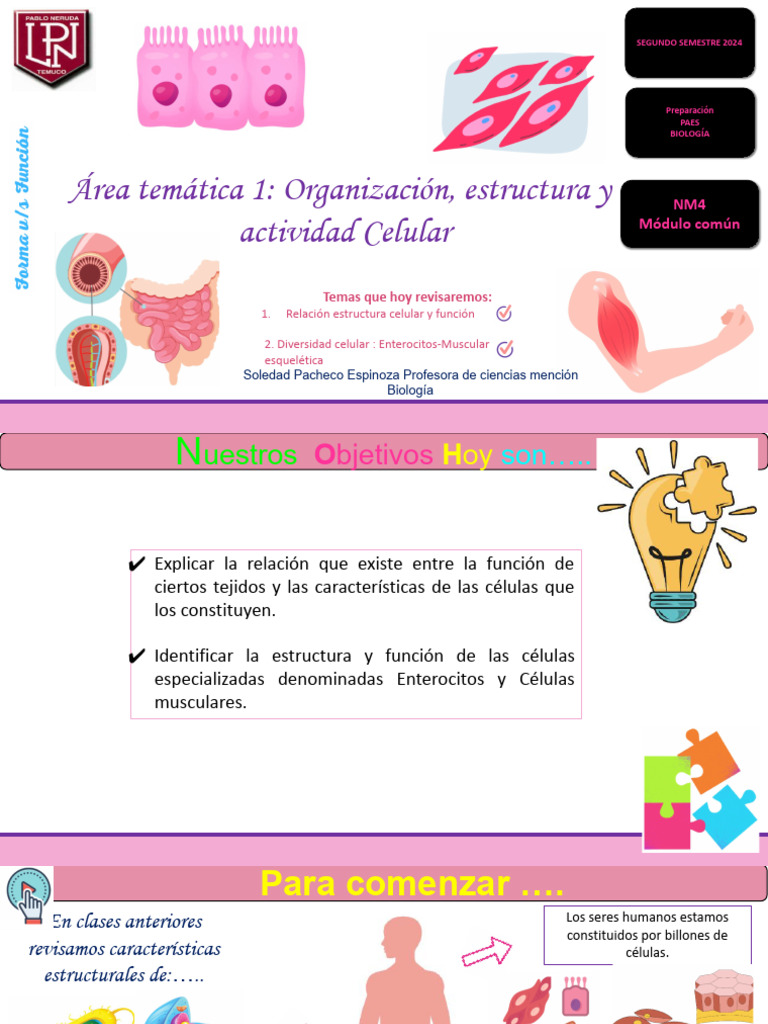 Estructura y Función Celular | PDF | Músculo | Músculo esquelético