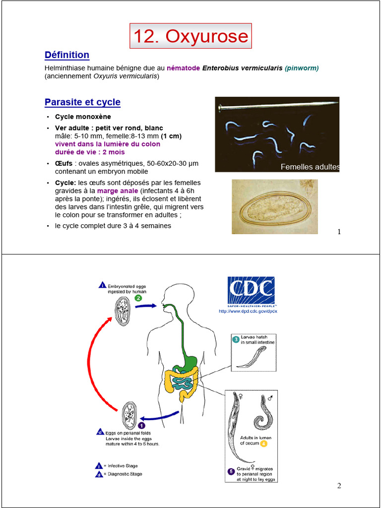 Oxyurose : Définition et Cycle de Vie | PDF | Causes de décès ...