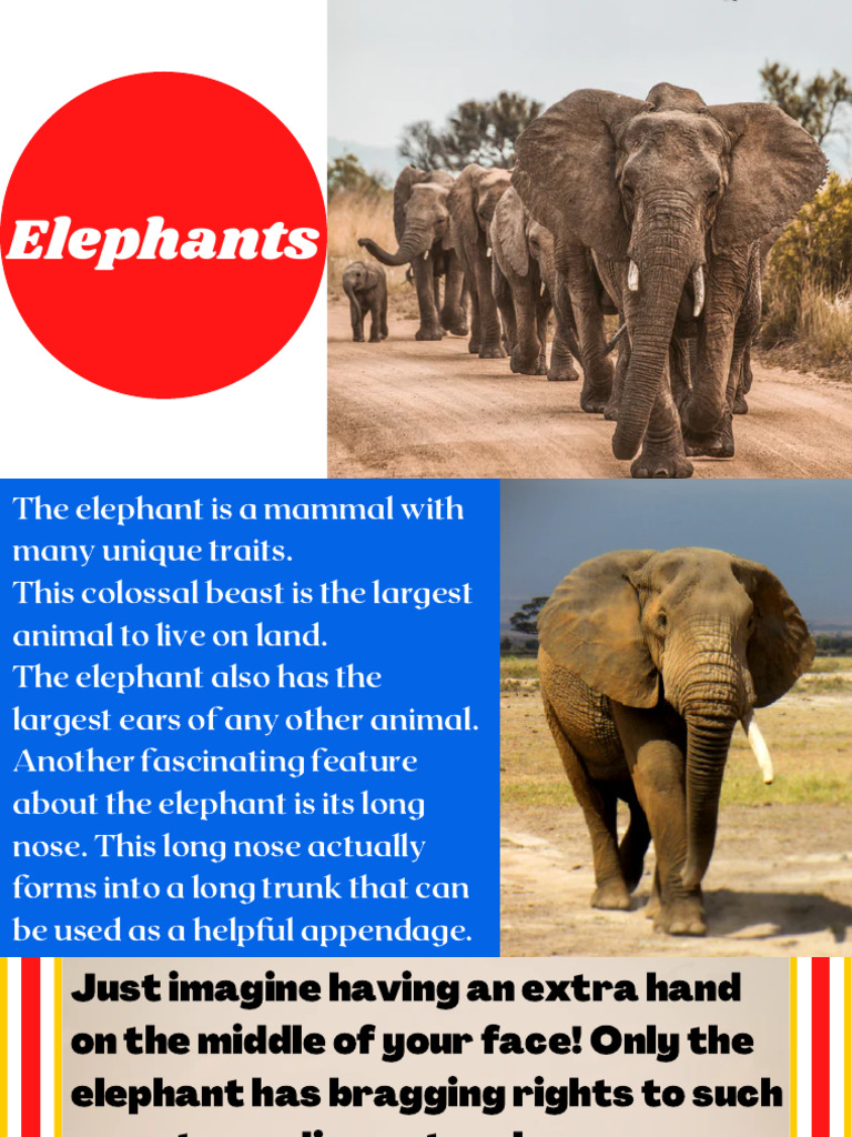 Elephants | PDF | Elephant | Zoology