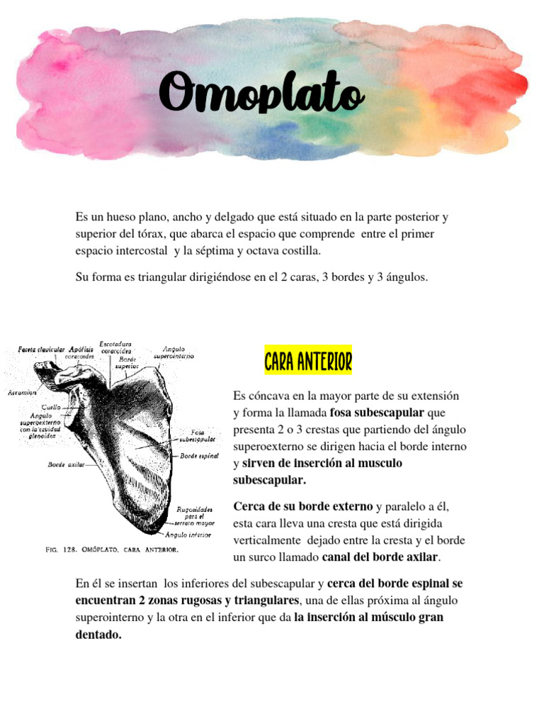 Humero y Omoplato | PDF | Sistema musculoesquelético | Extremidades ...