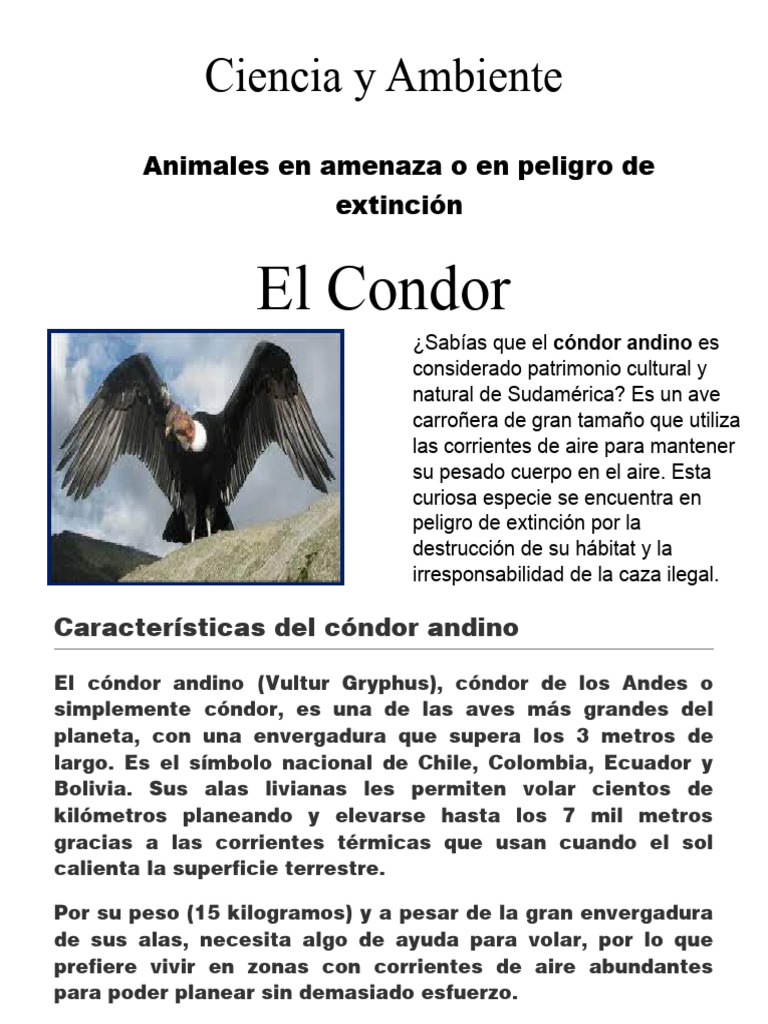 el condor | PDF | Aves | Zoología