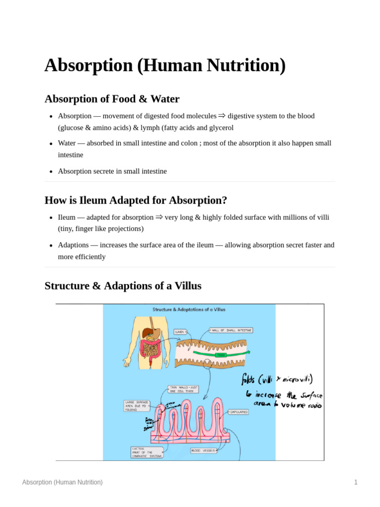 Absorption (Human Nutrition) | PDF | Small Intestine | Foods