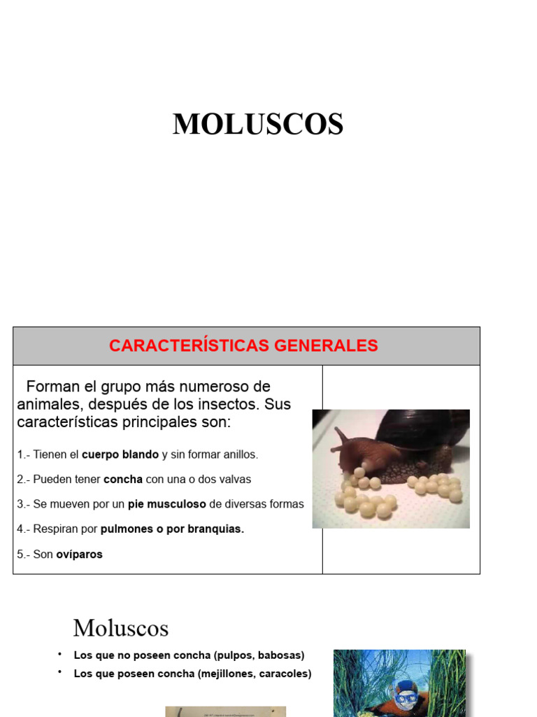 MOLUSCOS | PDF | Hogar, jardinería y bricolaje | Ciencia y matemáticas