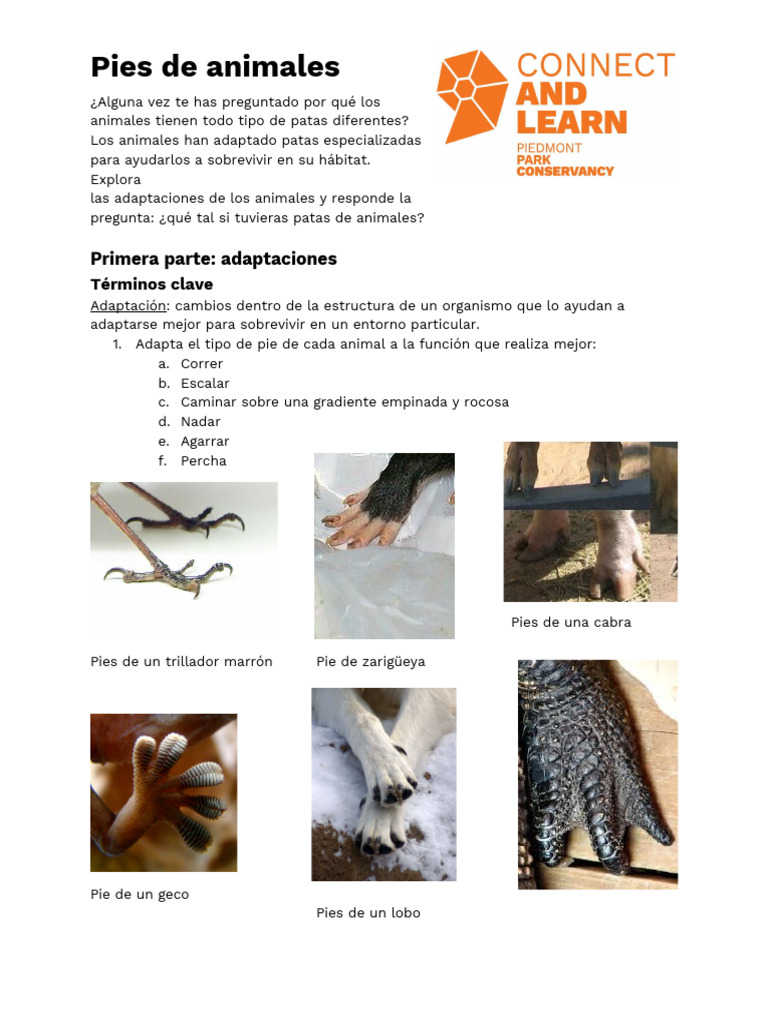 Adaptaciones de patas en animales | PDF | Pulgar